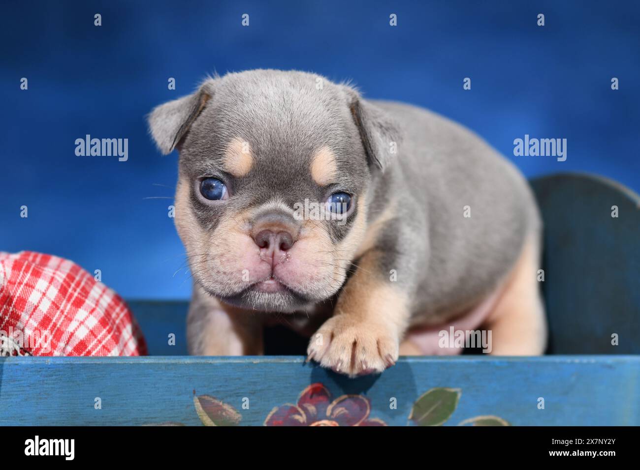 Lilac Tan French Bulldog dog puppy in bed in front of blue background ...