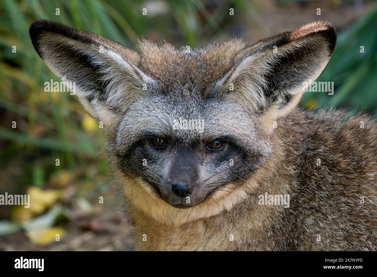 Bat-eared Fox - Otocyon megalotis, portrait of beautiful unique species ...