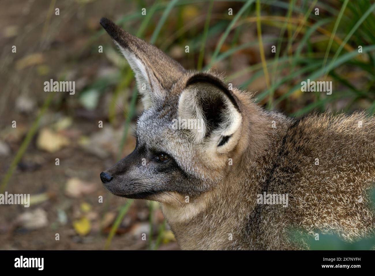 Bat-eared Fox - Otocyon megalotis, portrait of beautiful unique species ...