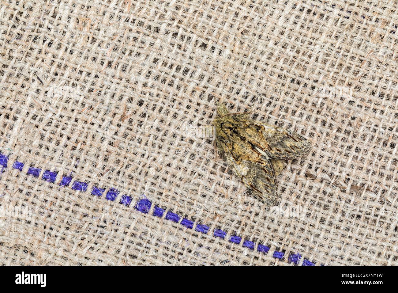 Great Prominent Moth; Peridea anceps; on Hessian Sack; UK Stock Photo ...