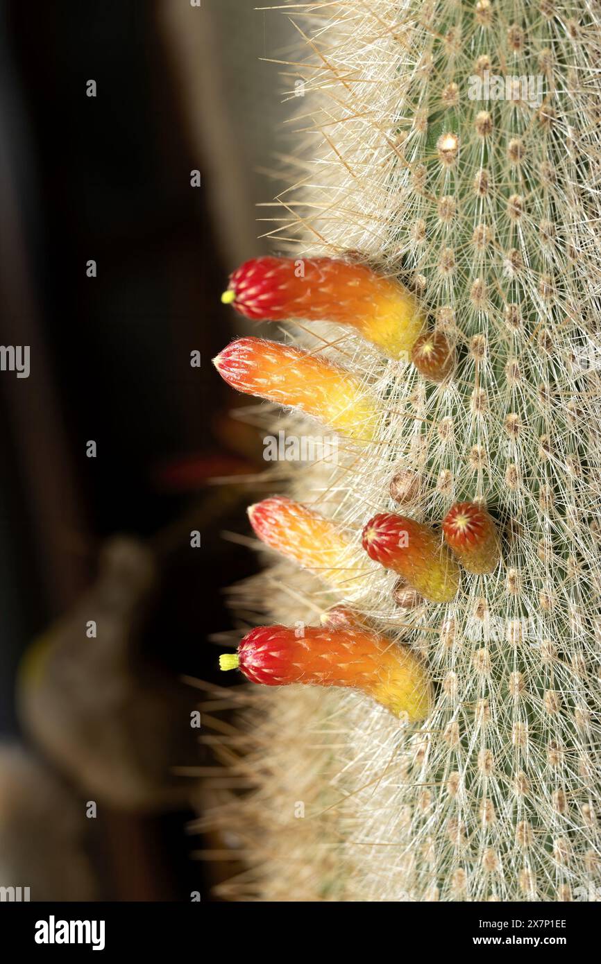 Cleisto hi-res stock photography and images - Alamy