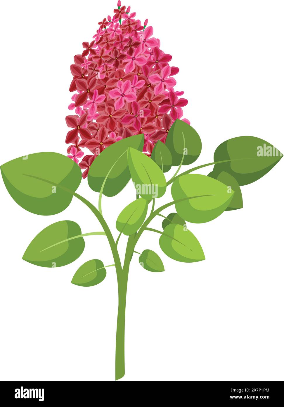 Vector illustration of a pink lilac flower Stock Vector Image & Art - Alamy