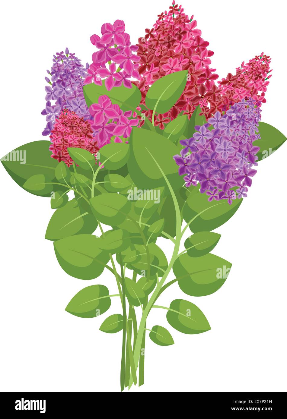 Colorful lilac flower bouquet illustration Stock Vector Image & Art - Alamy