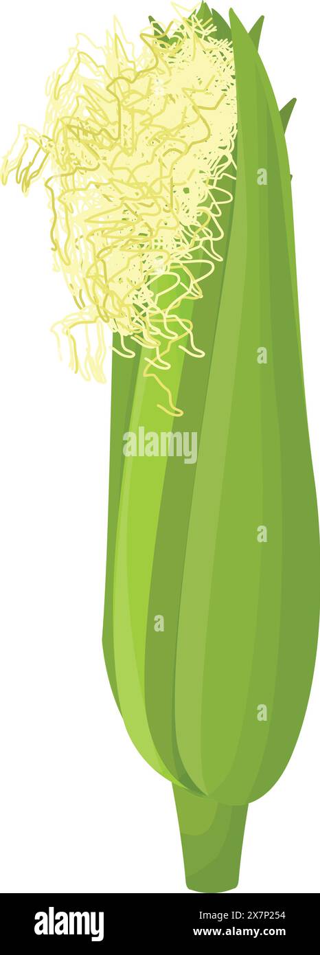 Fresh whole corn ear illustration Stock Vector Image & Art - Alamy