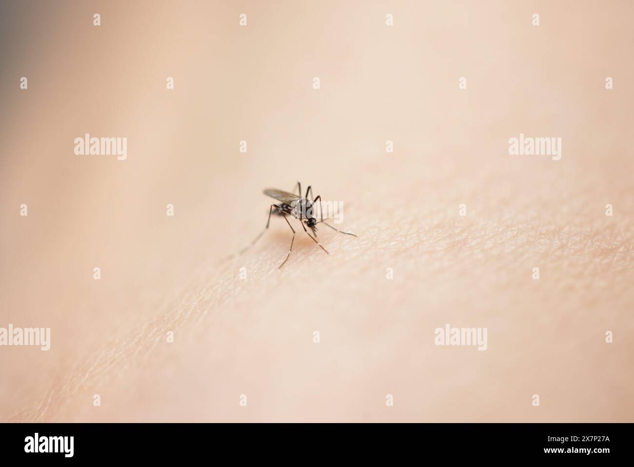 Dengue france hi-res stock photography and images - Alamy