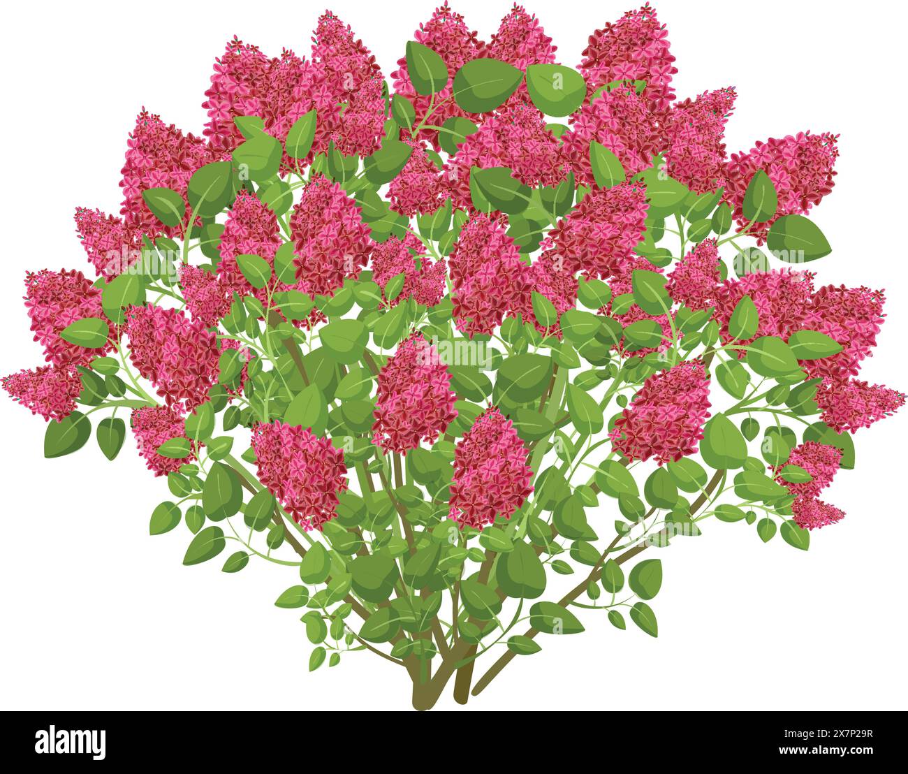 Fragrant lilac flowers bloom in spring Cut Out Stock Images & Pictures ...