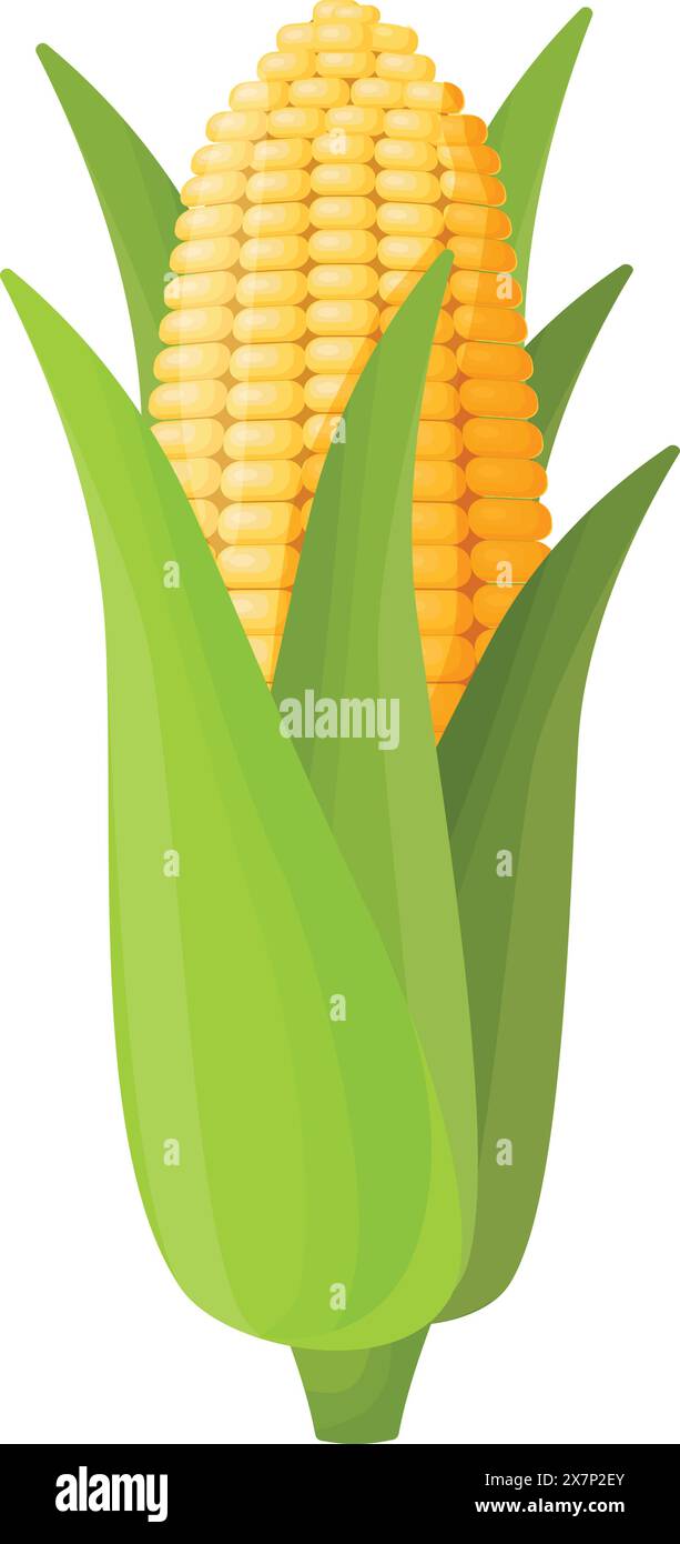 Vector image of a ripe corn cob with vibrant green leaves on a white ...