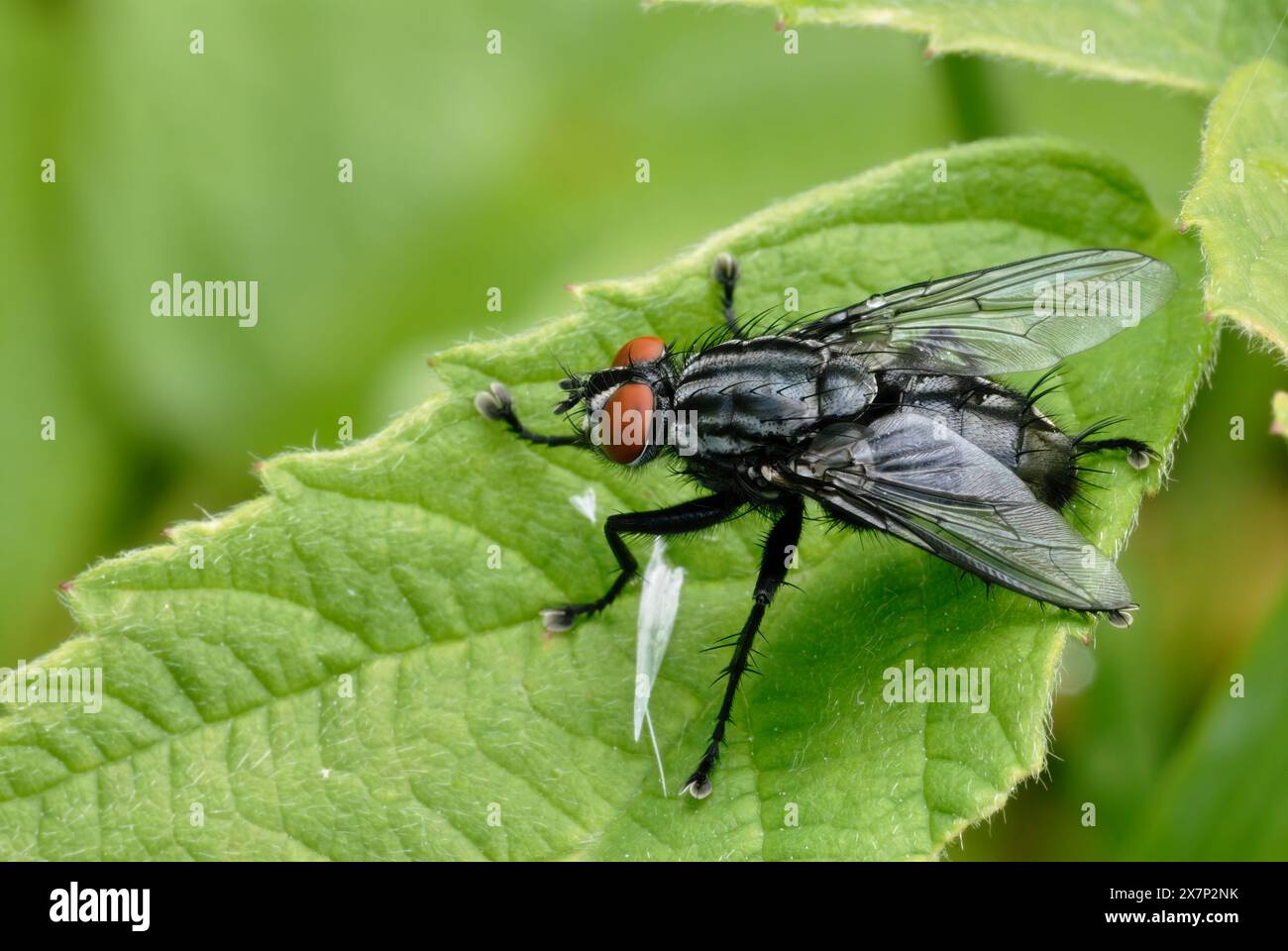 Flesh fly, Sarcophaga carnaria sitting motionless on a leaf. Side view ...