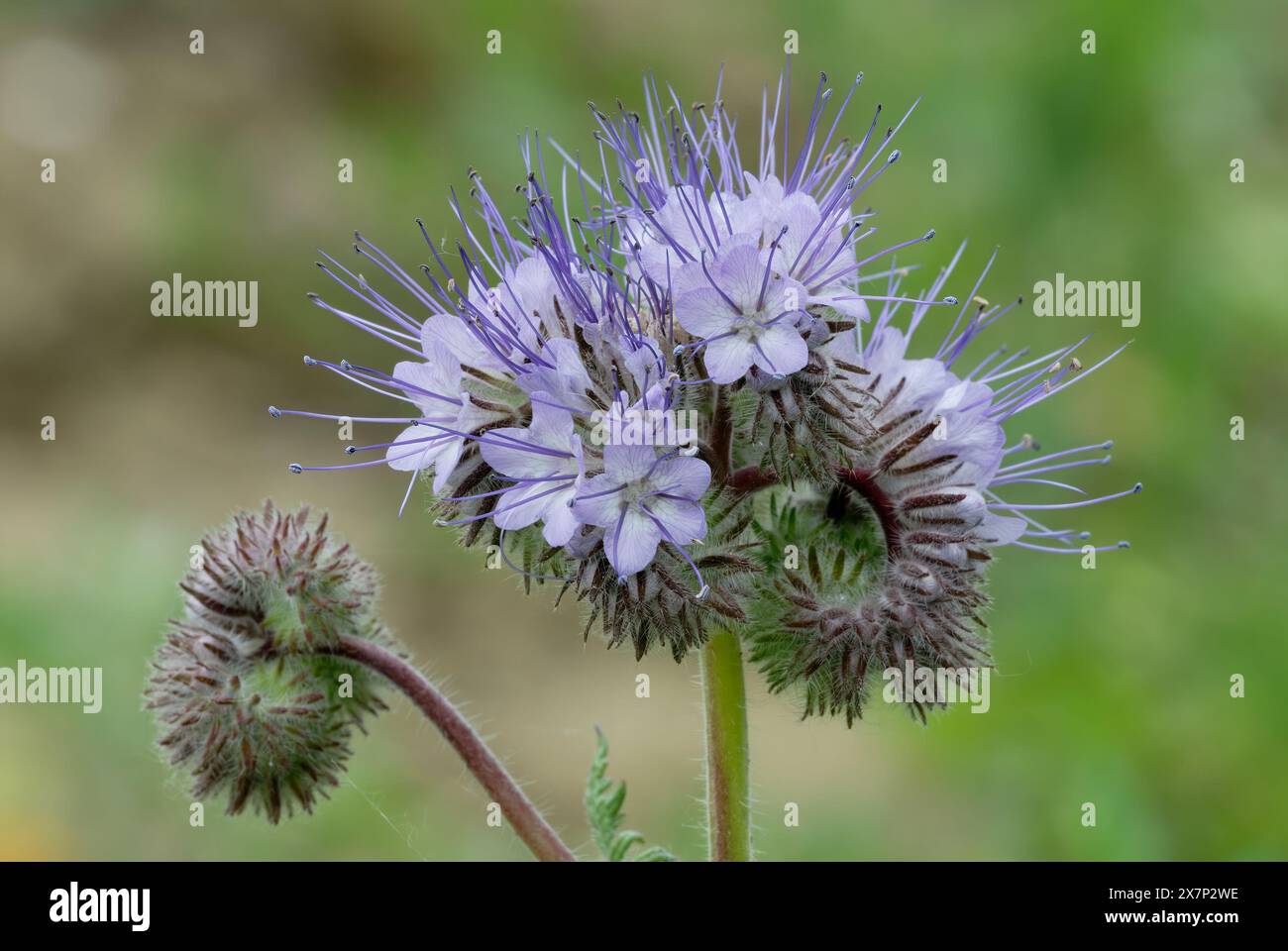 Lacy flowers hi-res stock photography and images - Alamy
