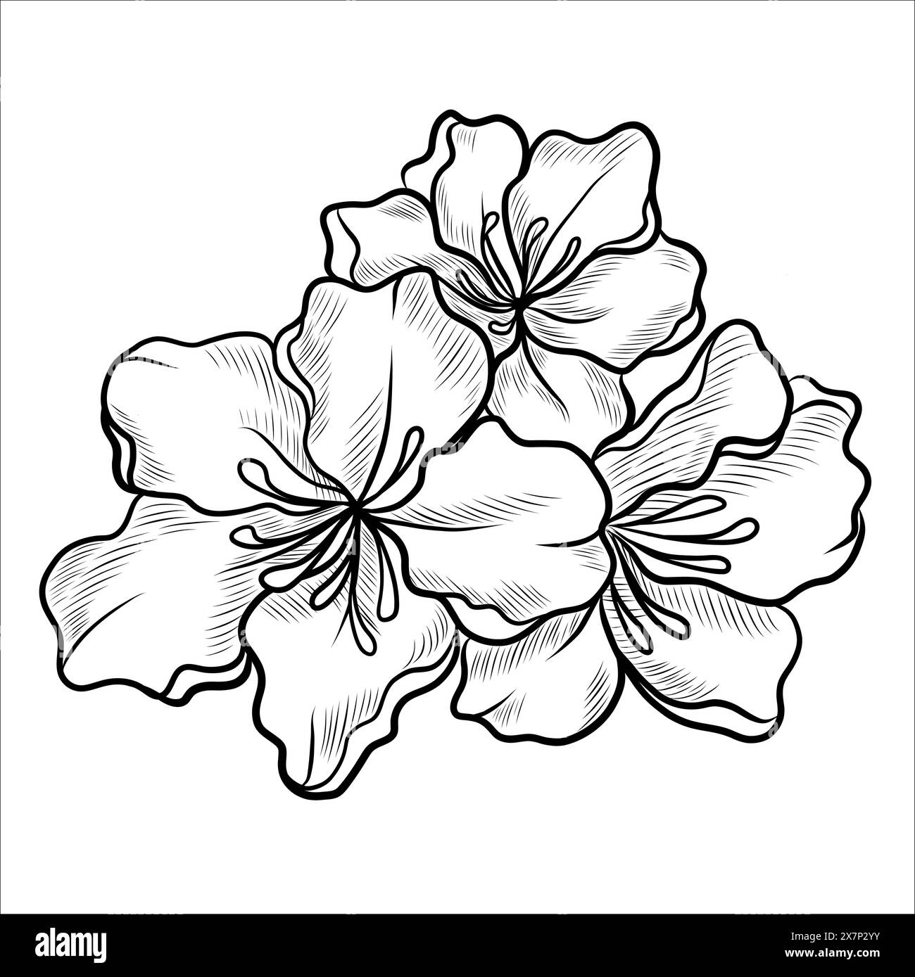 Rhododendron flower outlines. Botanical line art. Vector Azalea flowers ...
