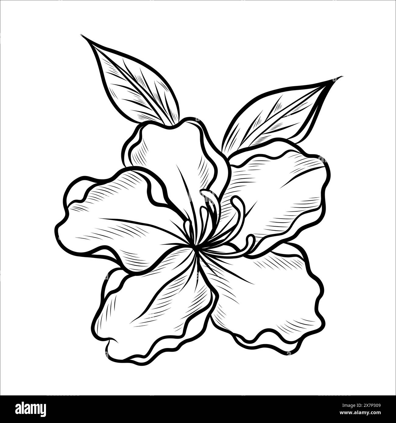 Rhododendron flower outlines. Botanical line art. Vector Azalea flowers ...