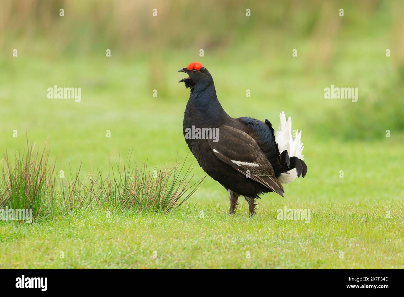 Lyrurux tetrix hi-res stock photography and images - Alamy