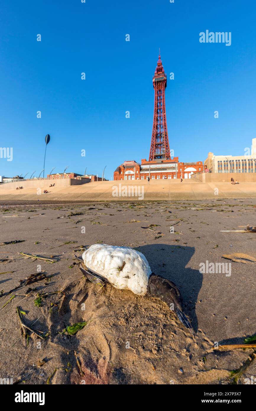 Blackpool hi-res stock photography and images - Alamy