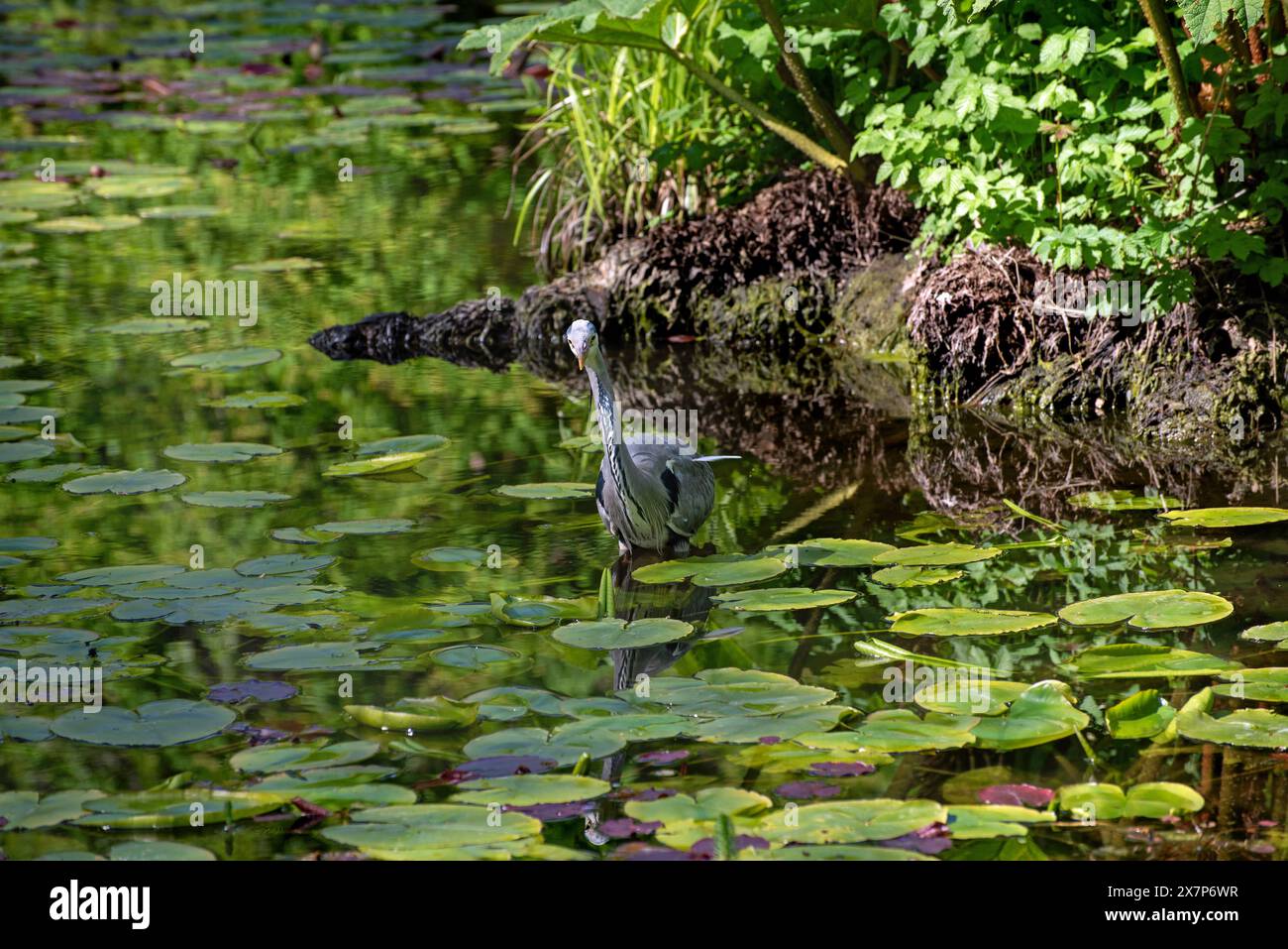 Portrait of Grey Heron (Ardea cinerea) , wildlife in Ireland Stock ...