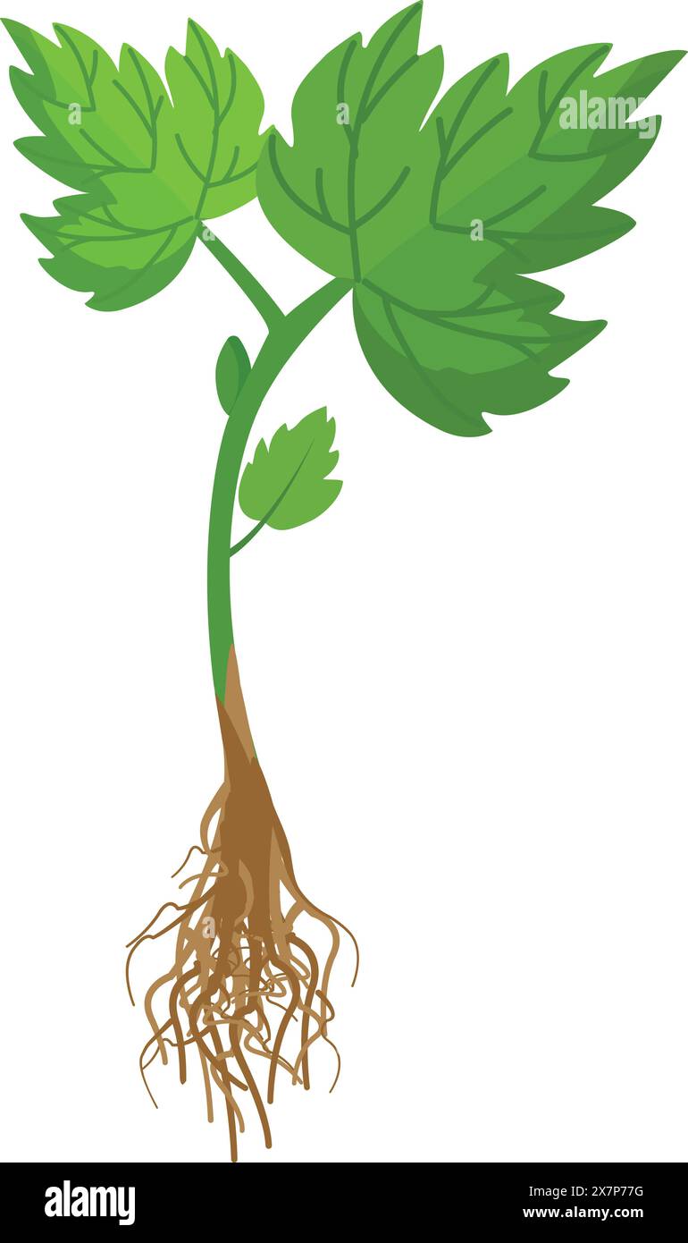 Young plant with roots illustration Stock Vector Image & Art - Alamy