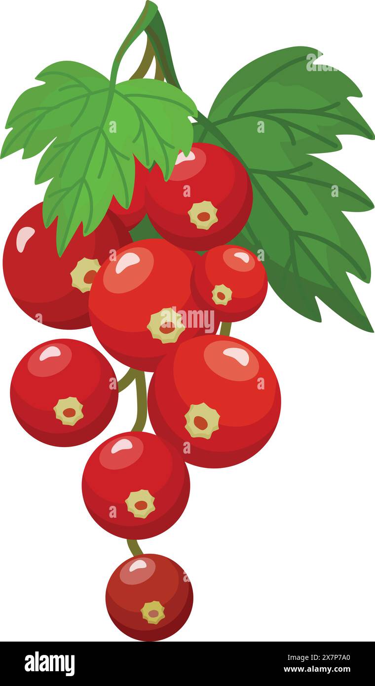 Redcurrant botanical illustration Stock Vector Images - Alamy
