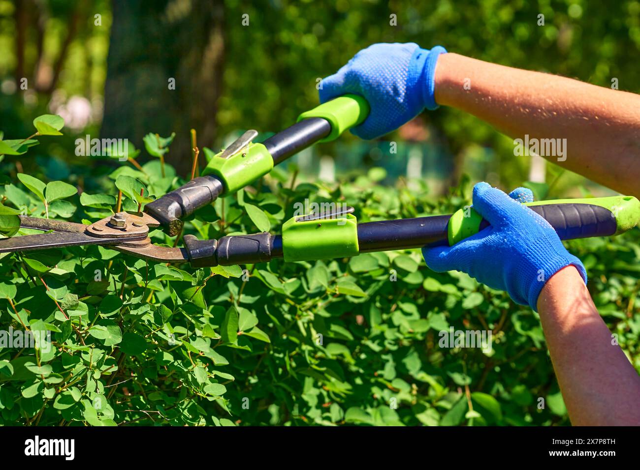 Garden care.Landscaping. Trimming with scissors secateurs extra ...