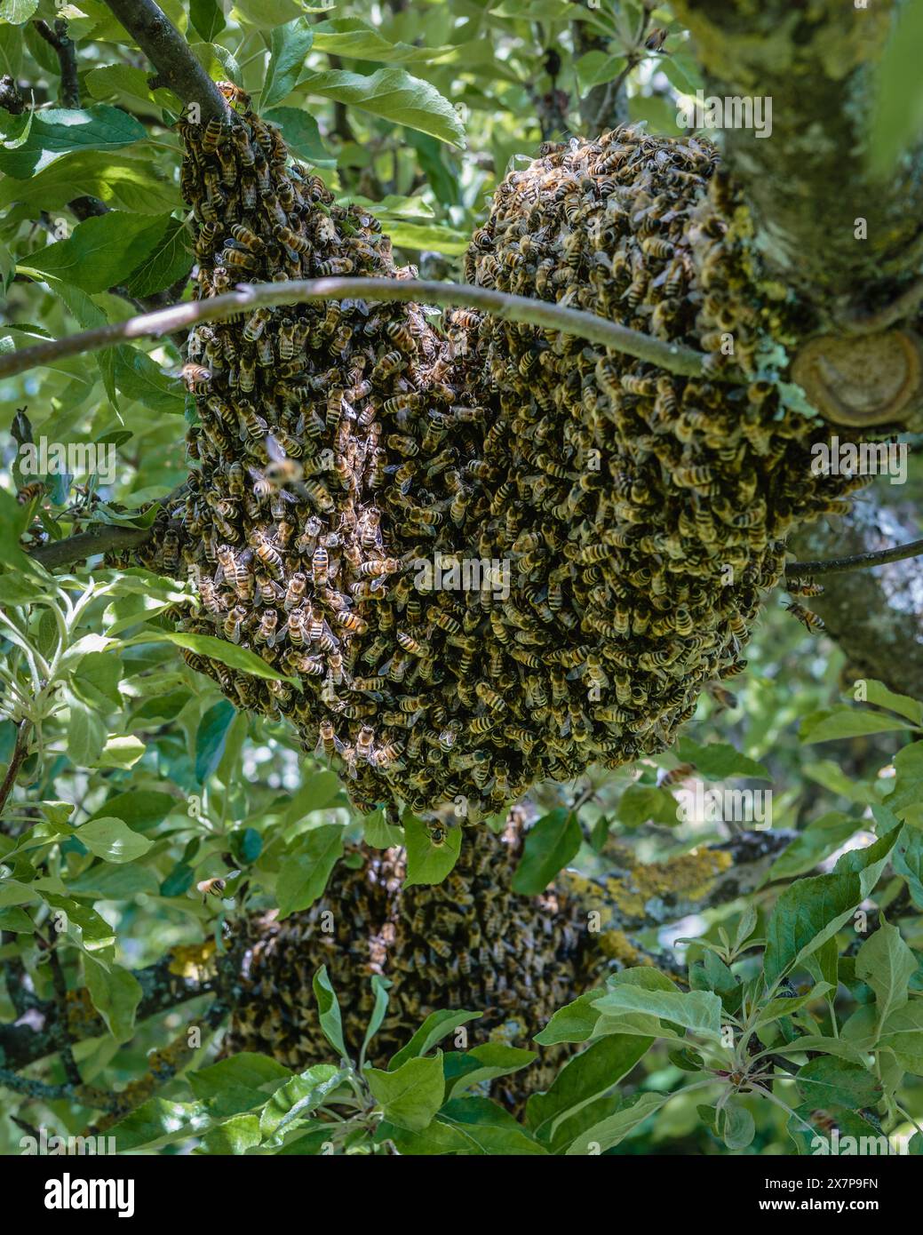 A Colony Of Honey Bees Nest On A Branch In A Tree In Talheim Germany