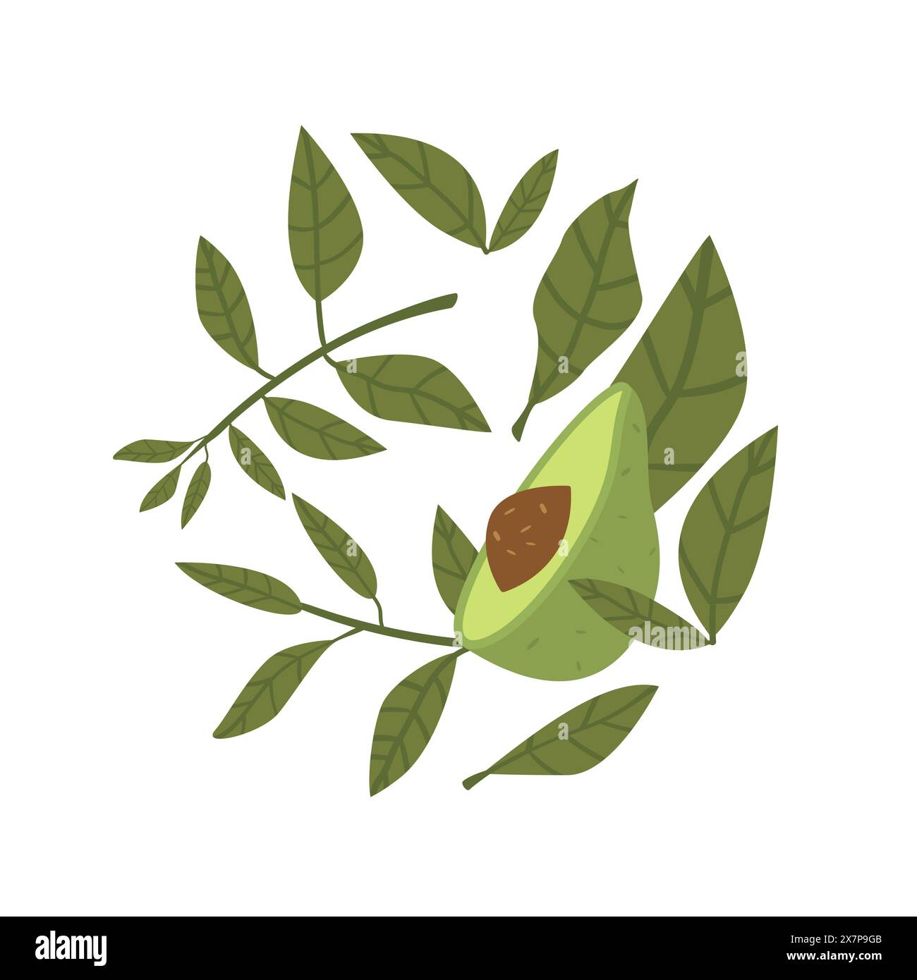 Avocado with leaves composition isolated on white background. Whole and ...