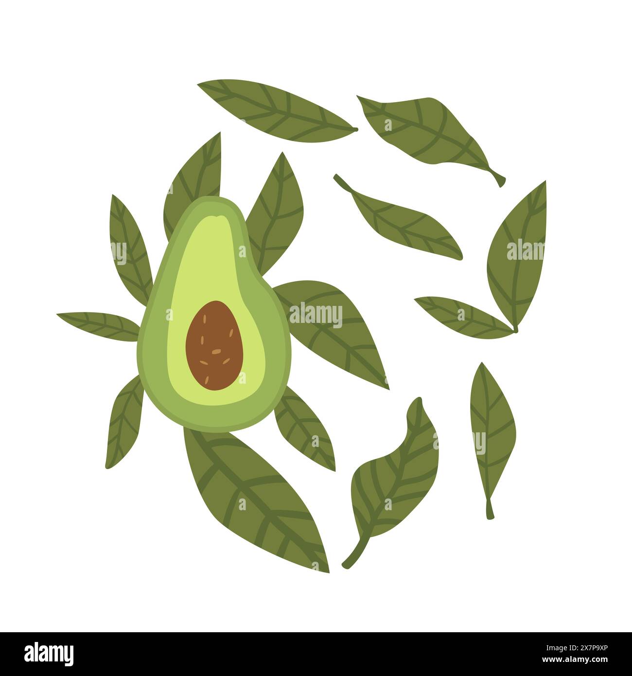 Avocado with leaves composition isolated on white background. Half ...