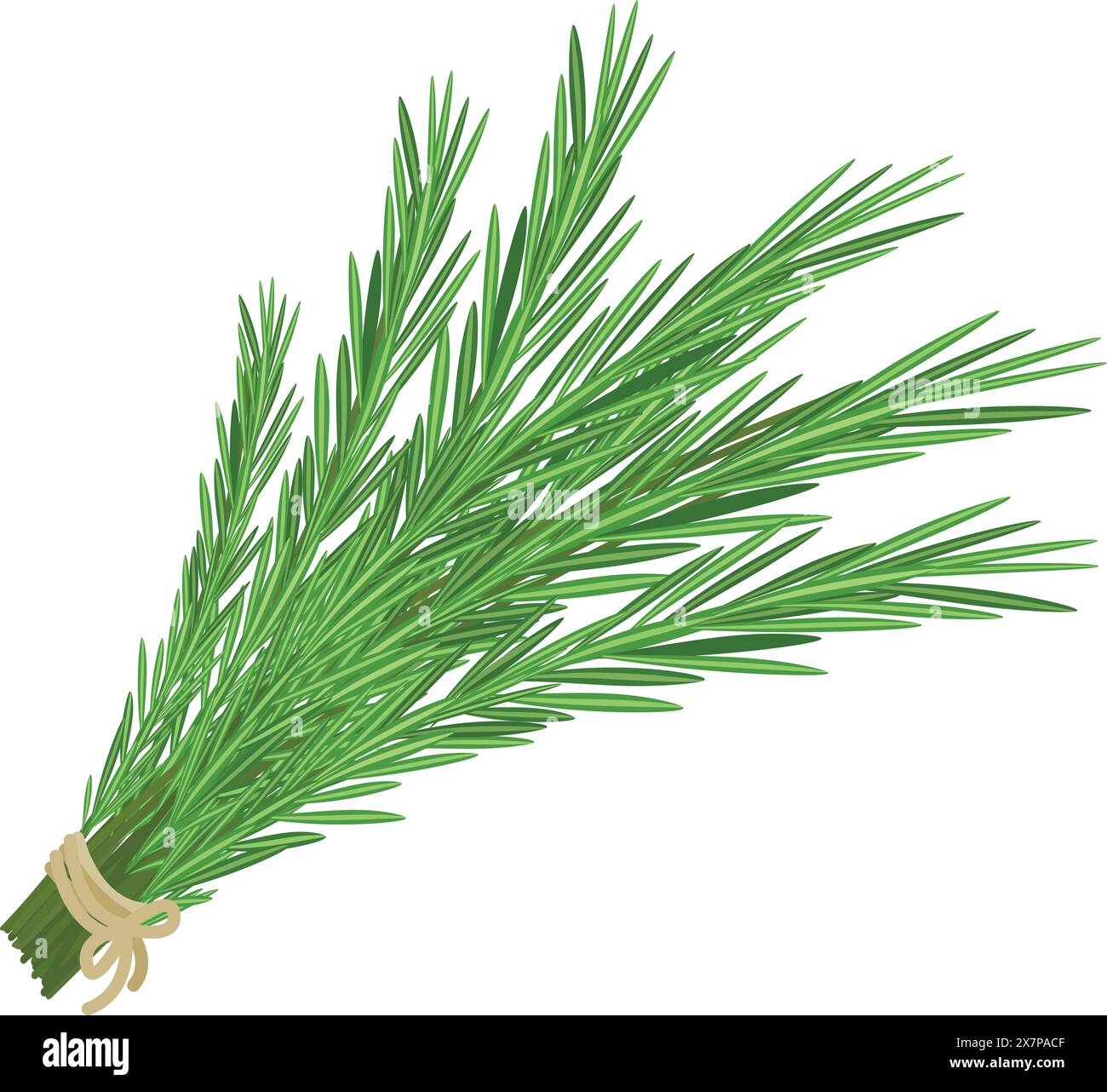 Fresh rosemary bunch Stock Vector Images - Alamy