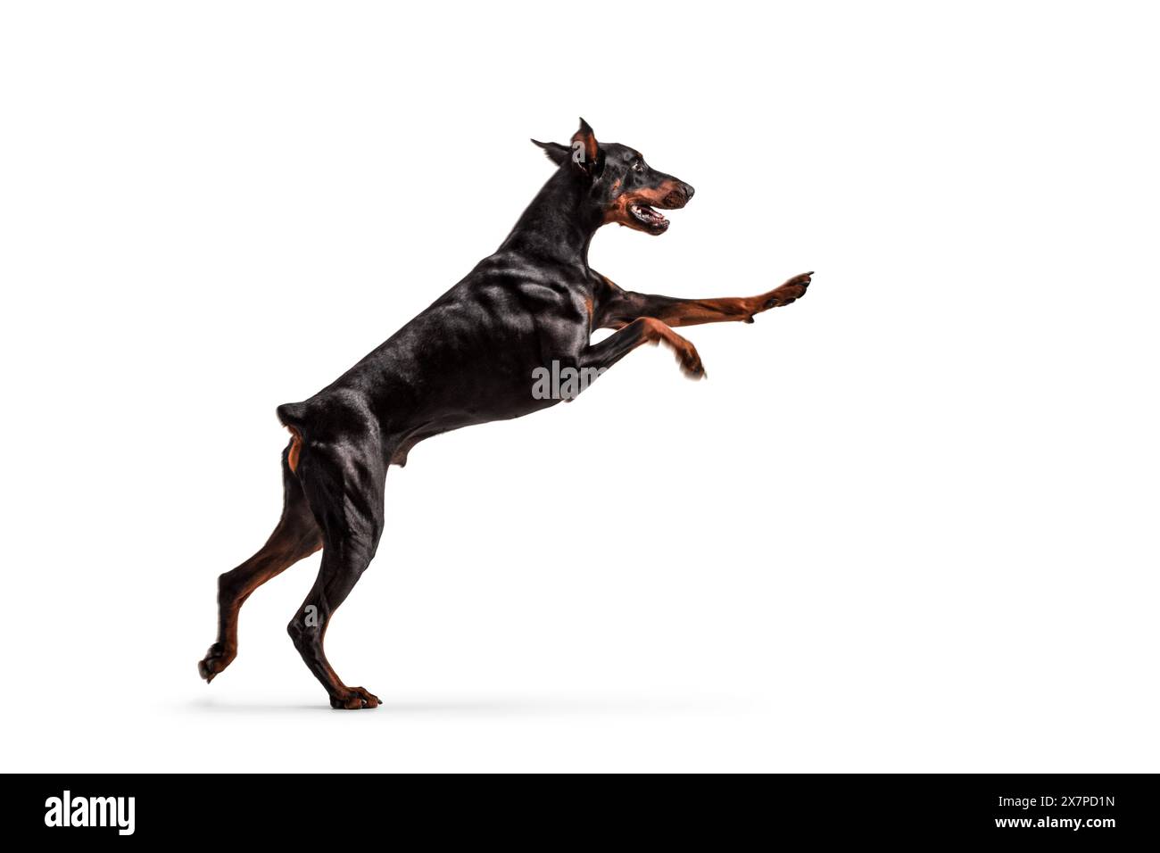 Doberman pinscher isolated on white hi-res stock photography and images ...