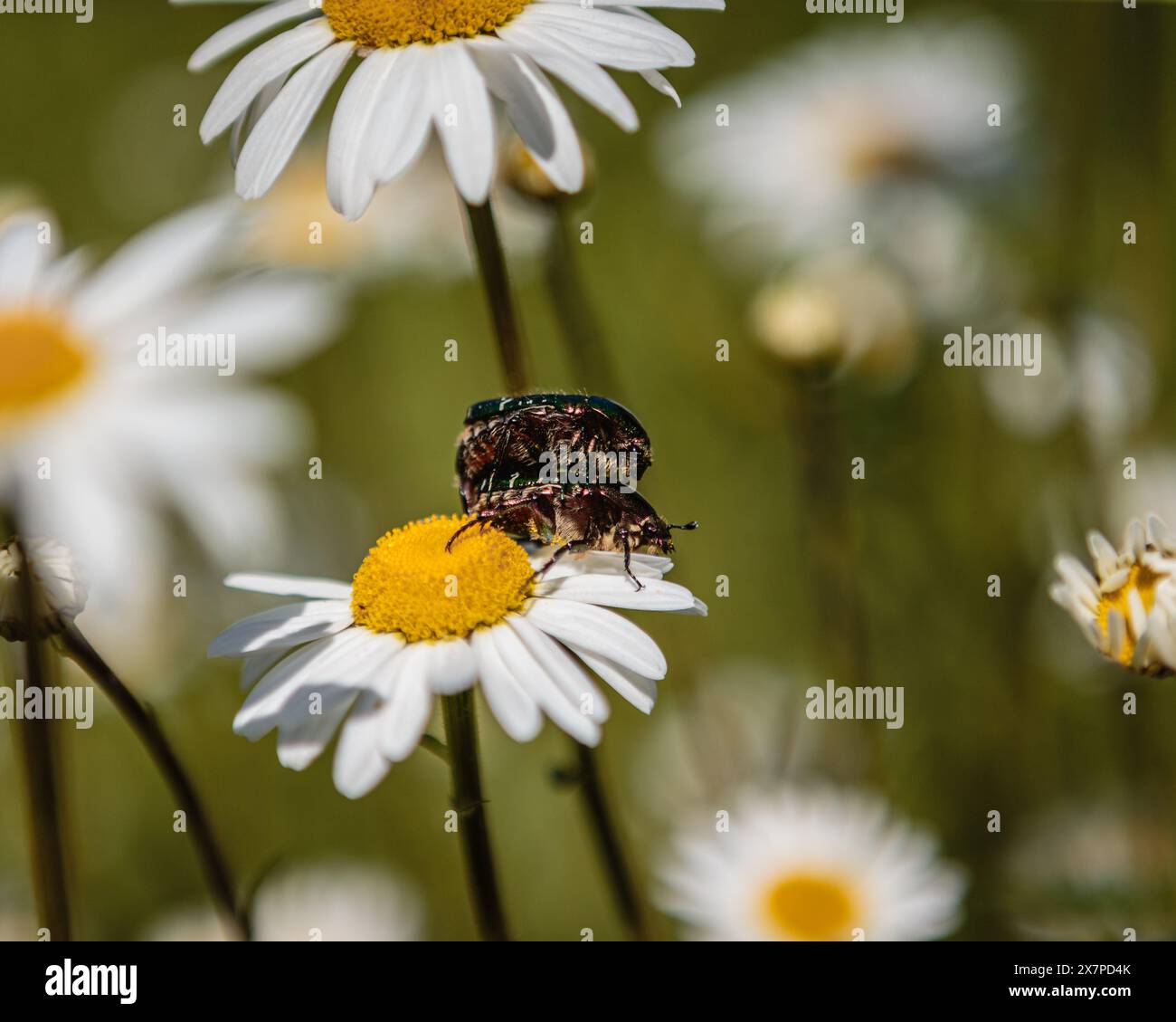 Beetles on a daisy flower hi-res stock photography and images - Alamy