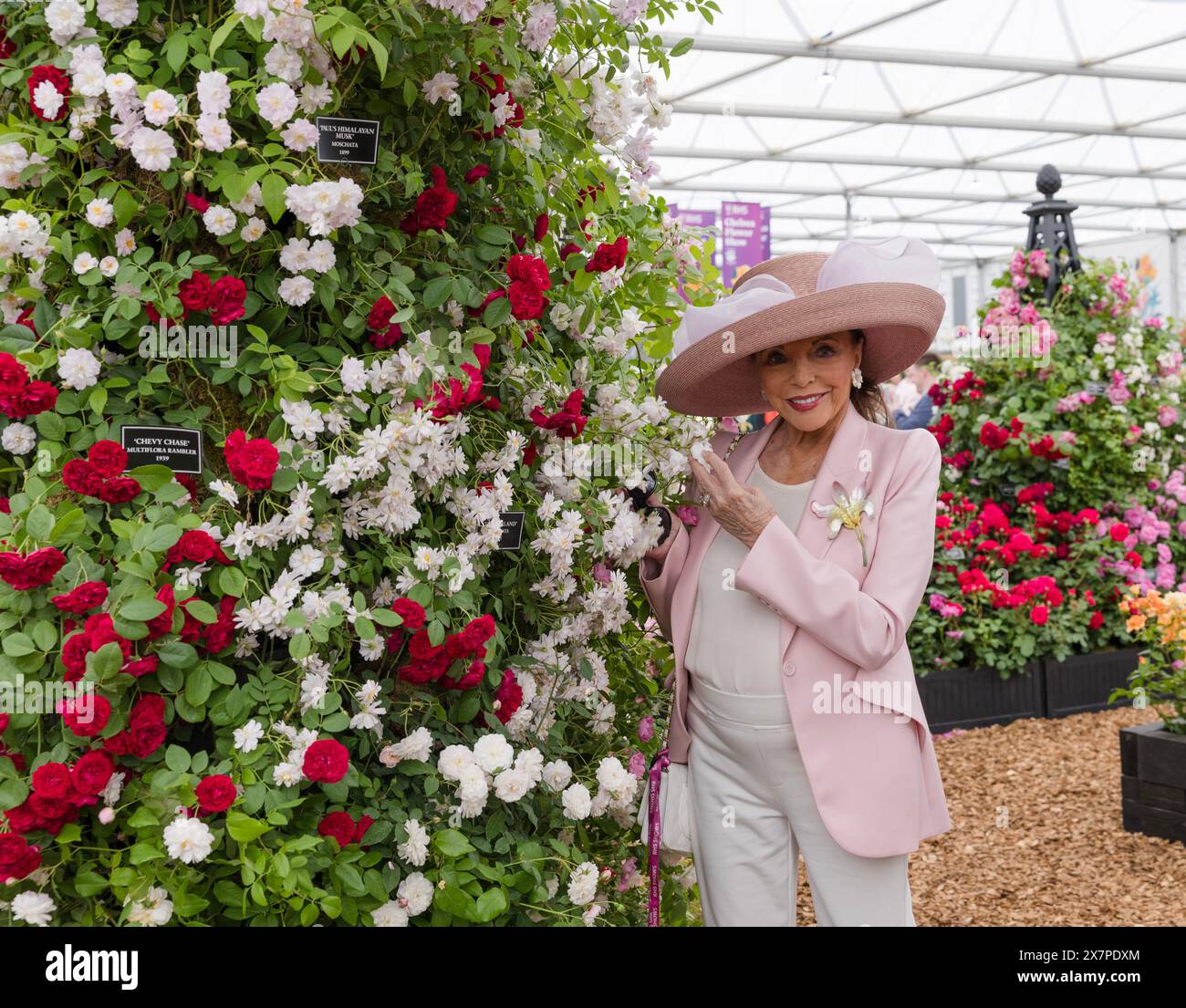 Actress Dame Joan Colllins posing with roses on the Peter Beales Roses ...