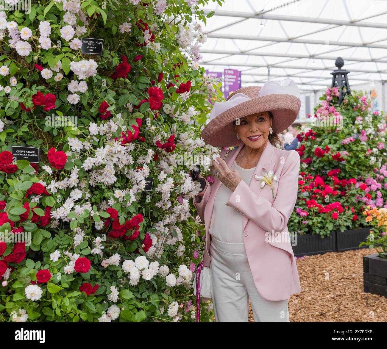 Actress Dame Joan Colllins posing with roses on the Peter Beales Roses ...