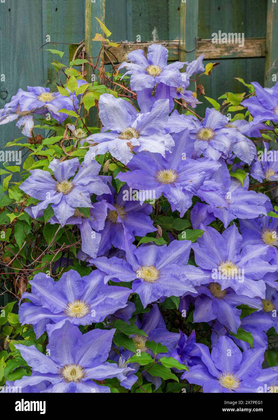 A beautiful purple Clematis plant climbing on a trellis against a green ...