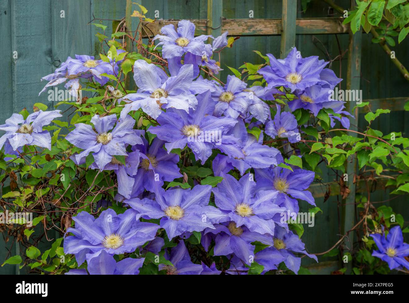A beautiful purple Clematis plant climbing on a trellis against a green ...