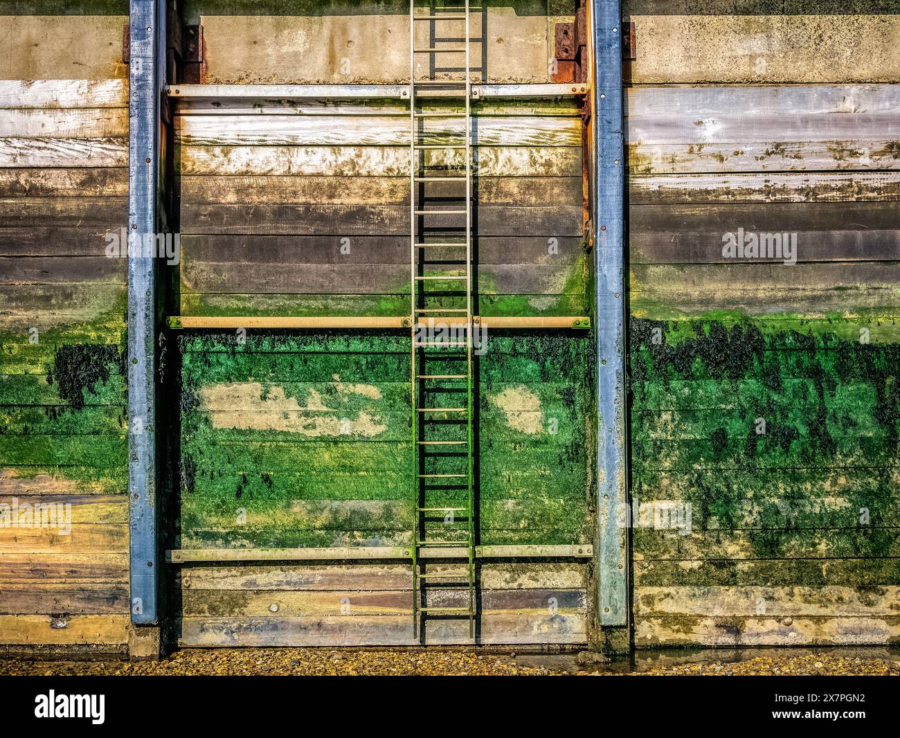 Low tide Whitstable wooden harbour wall with ladder covered in seaweed ...