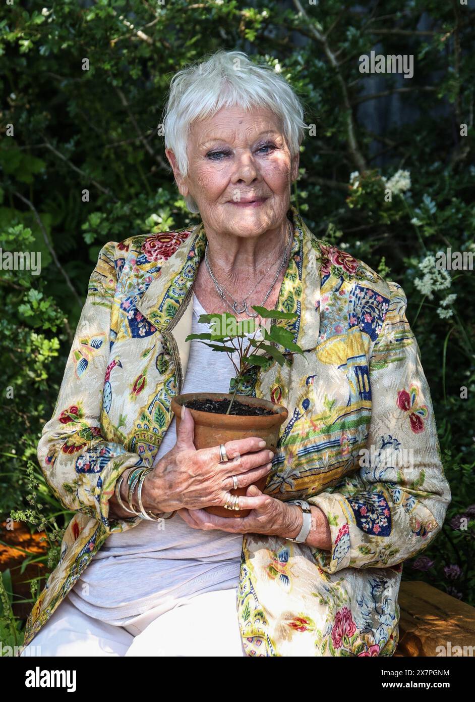 London, UK. 20th May, 2024. Dame Judi Dench seen attending the RHS ...