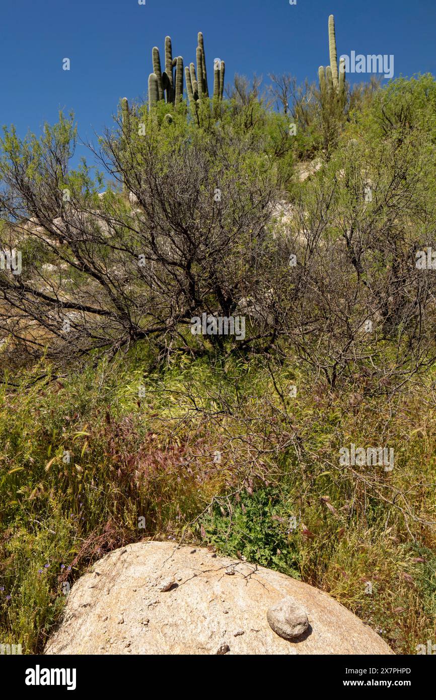 The wide open space of the glorious Catalina State Park, Oro Valley ...
