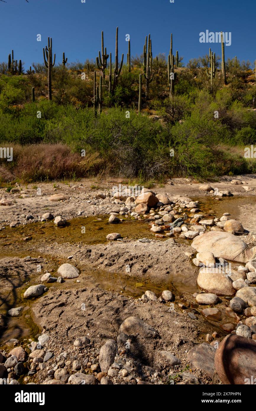 The wide open space of the glorious Catalina State Park, Oro Valley ...