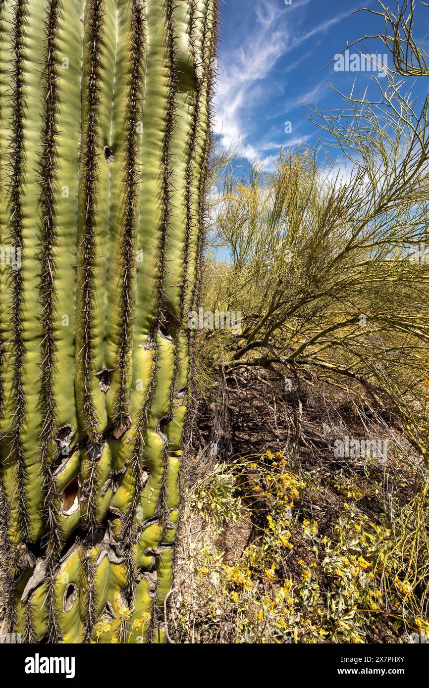 Majestic Saguaro, Saˈɣwaɾo, Carnegiea Gigantea, standing in glorious ...