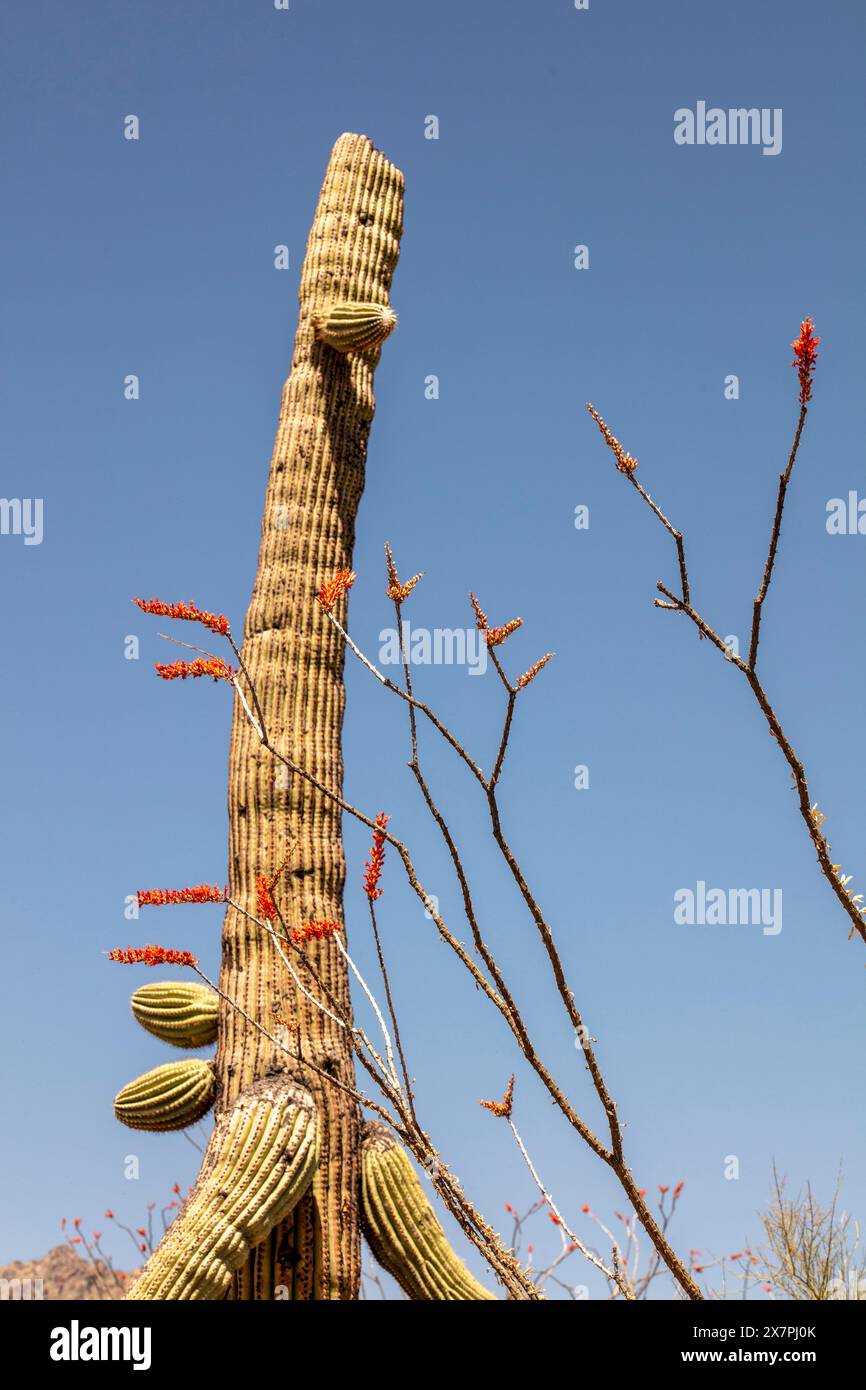 Majestic Saguaro, Saˈɣwaɾo, Carnegiea Gigantea, standing in glorious ...