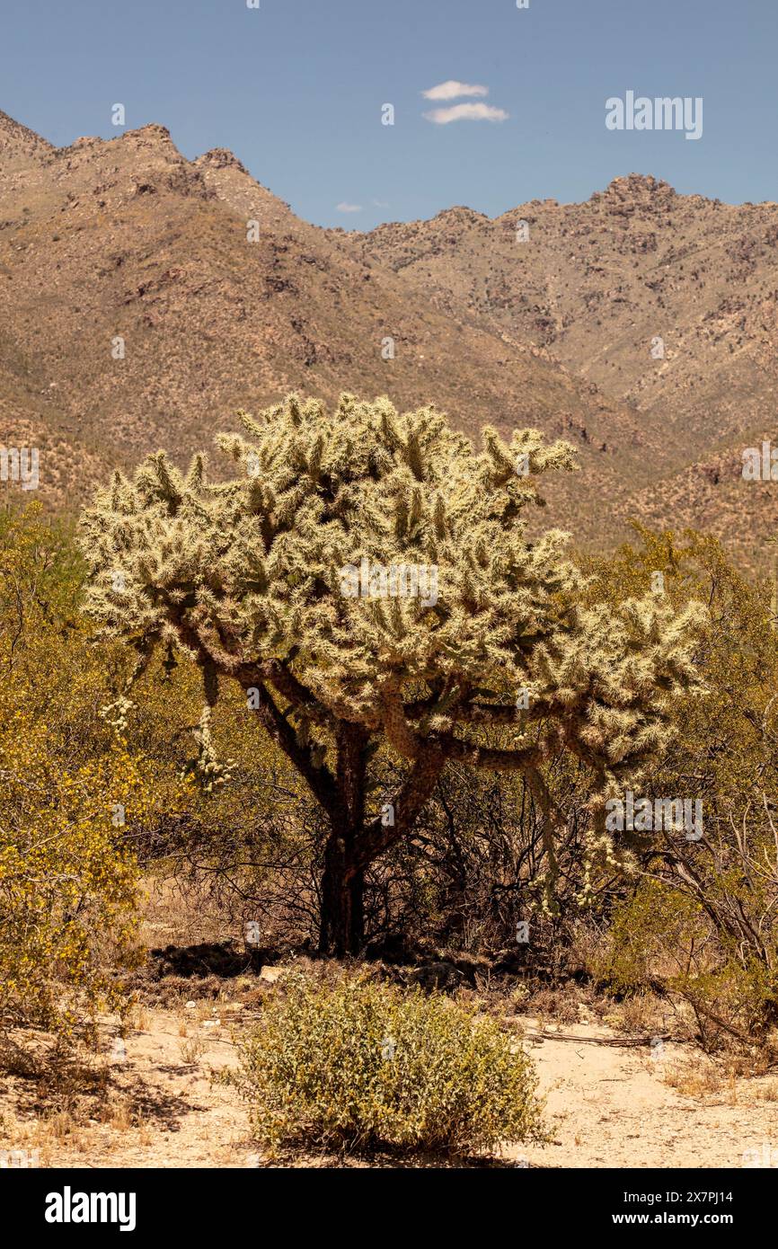 Natural close up flowering plant portrait of Smooth chain-fruit Cholla ...