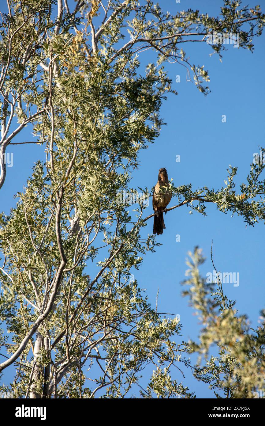 To see on a warm spring day in Arizona, USA. age defying, background ...