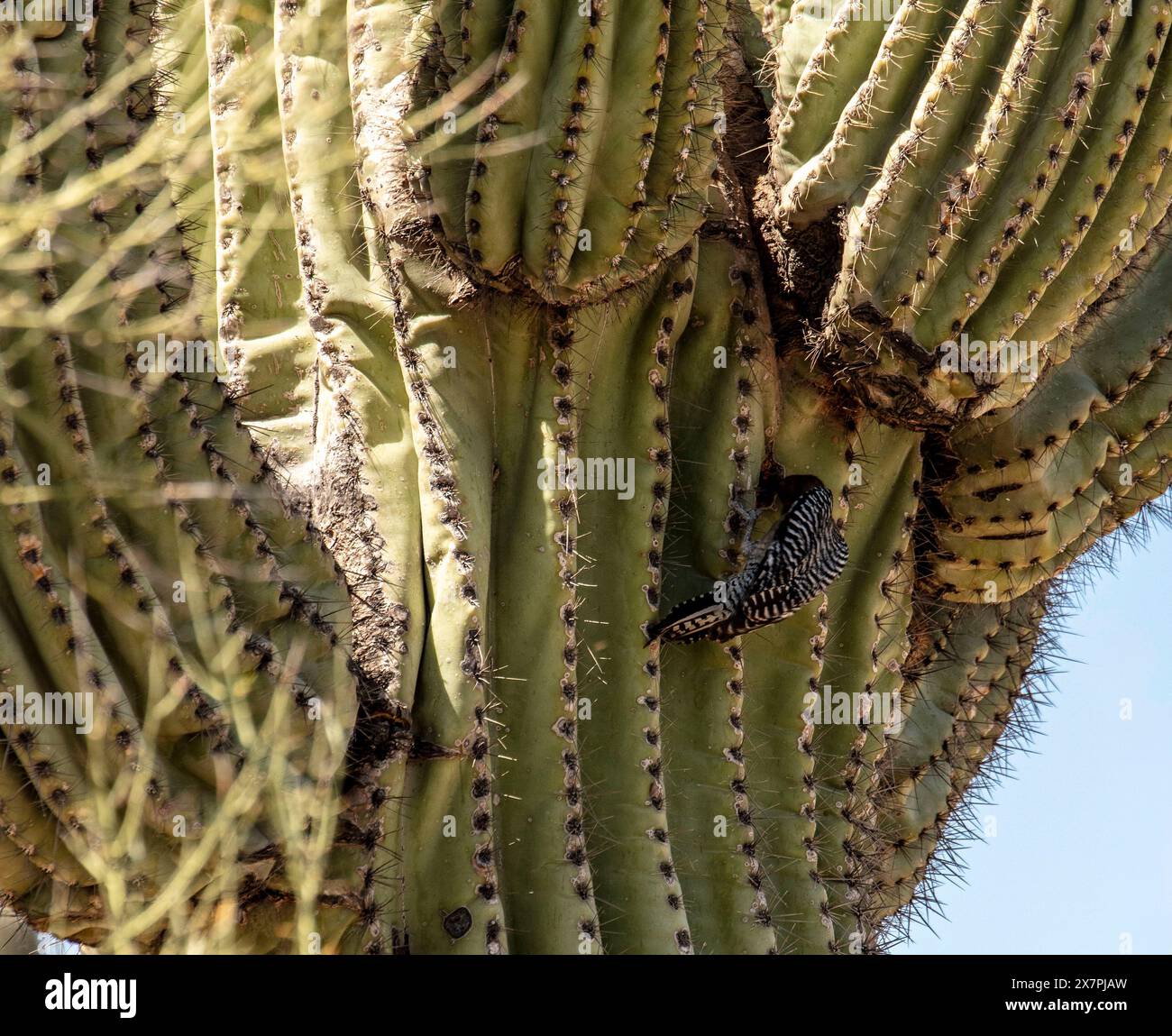 Majestic Saguaro, Saˈɣwaɾo, Carnegiea Gigantea, standing in glorious ...