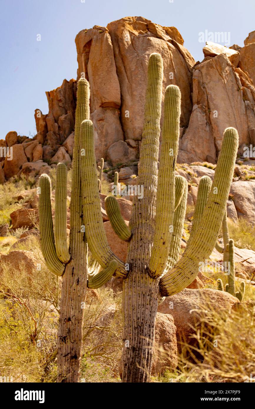 Majestic Saguaro, Saˈɣwaɾo, Carnegiea Gigantea, standing in glorious ...