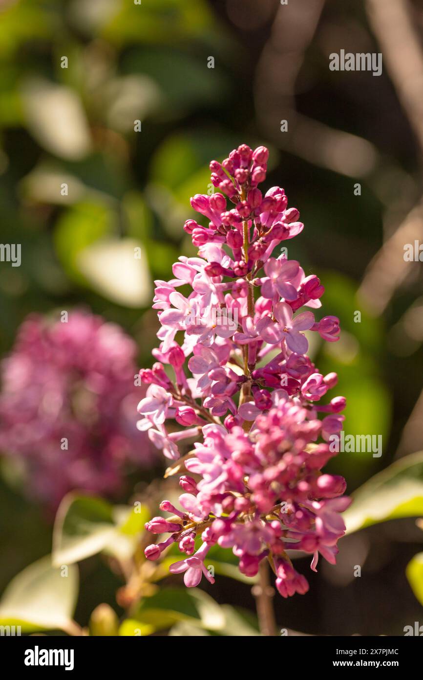 Glowing Buddleja, Buddleia, Buddlea, butterfly bush oin early summer ...