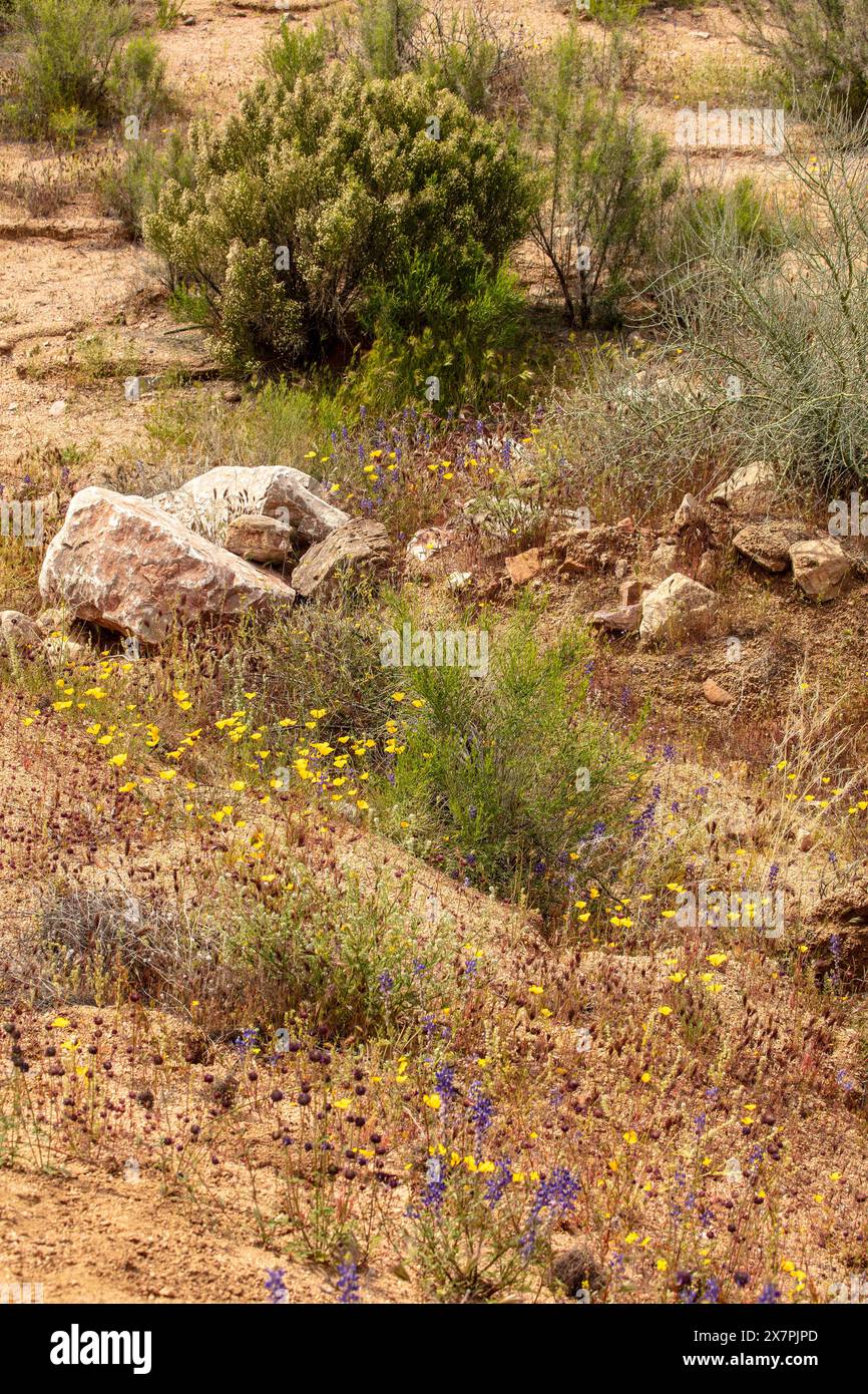 Intimate Sonoran wildflower landscape along highway 77 (Globe to Tucson ...