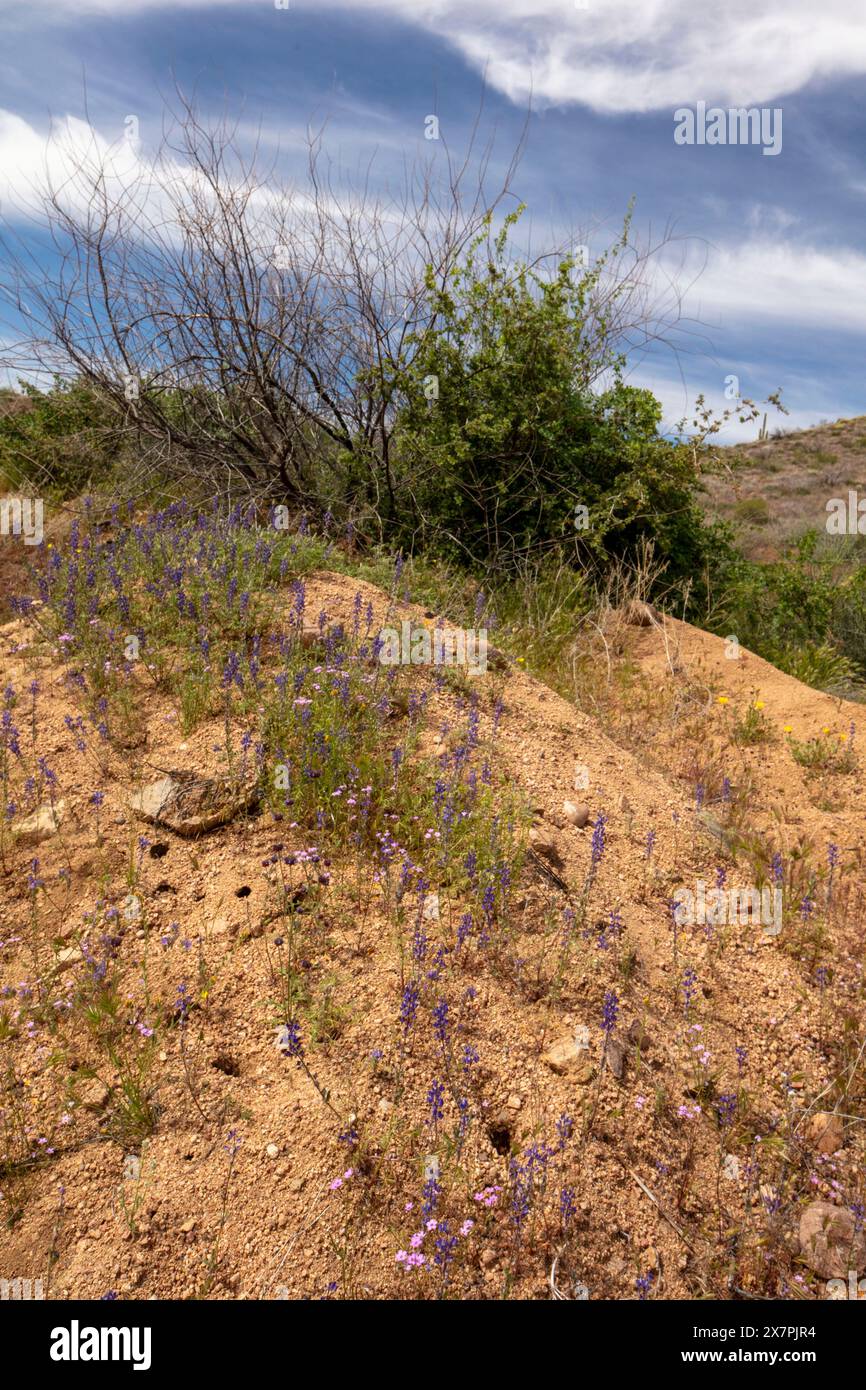 Intimate Sonoran wildflower landscape along highway 77 (Globe to Tucson ...