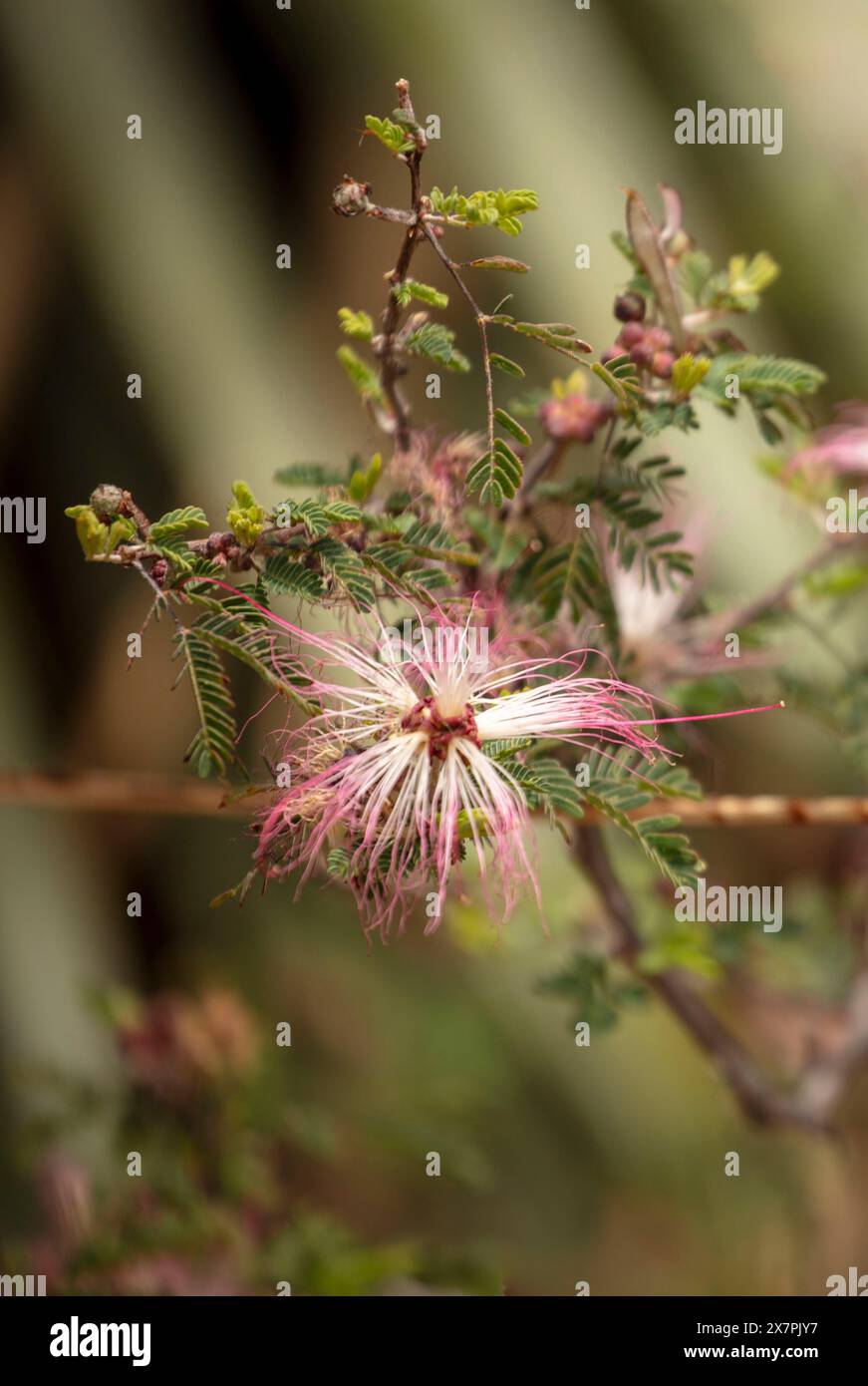 Natural close up flowering plant portrait of the charming Fairy duster ...