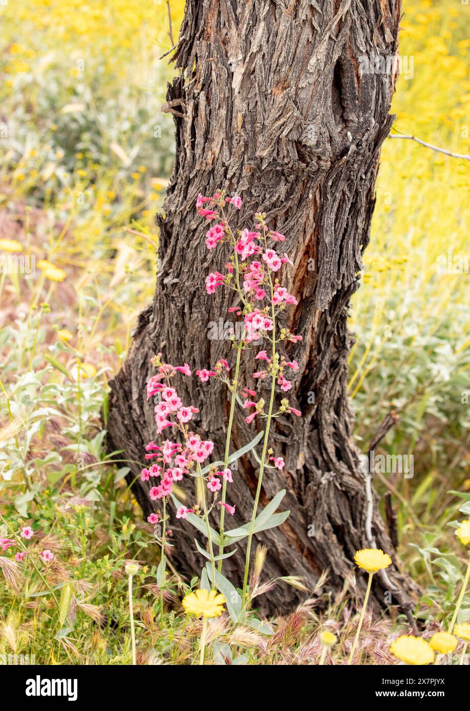 Intimate Sonoran wildflower landscape along highway 77 (Globe to Tucson ...