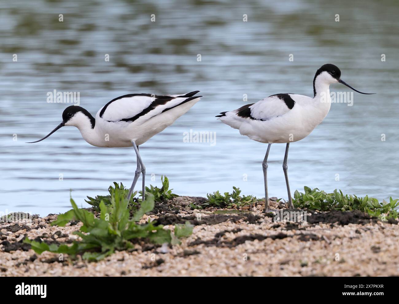 An Avocet (Recurvirostra avosetta) in Gloucestershire UK Stock Photo ...