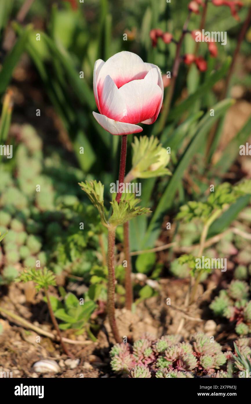 Bicolor Anemone perennial flowering plant with fully open blooming ...