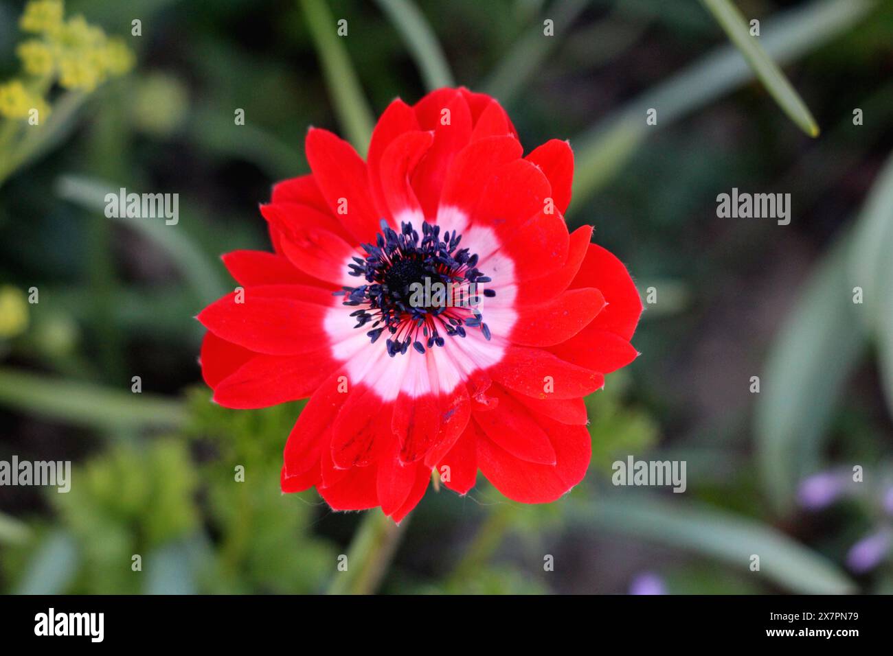 Single bicolor Anemone perennial flowering plant with fully open ...