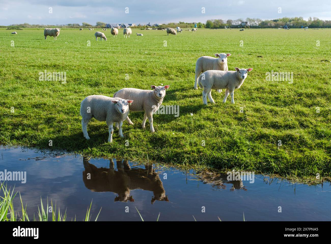 Flocking sheep hi-res stock photography and images - Alamy